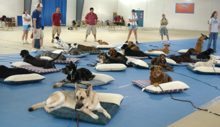 Dogs in Class - Starmark Academy