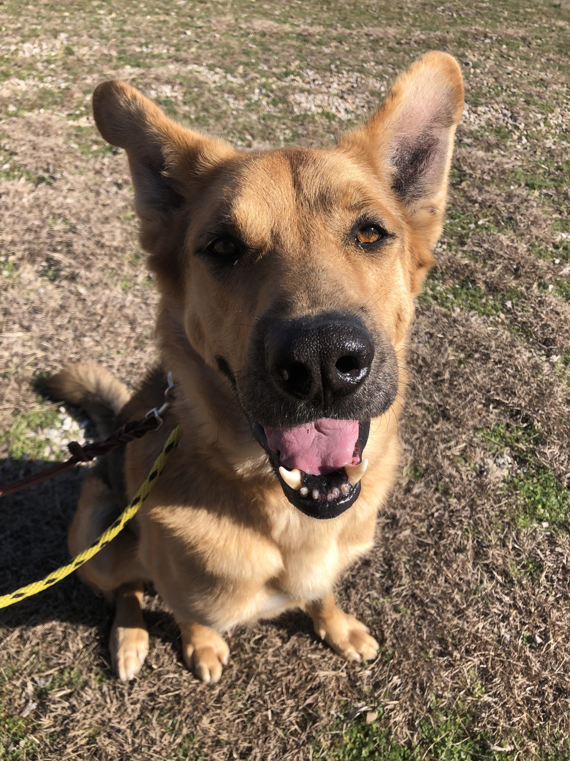Rescue Dogs - Starmark Academy