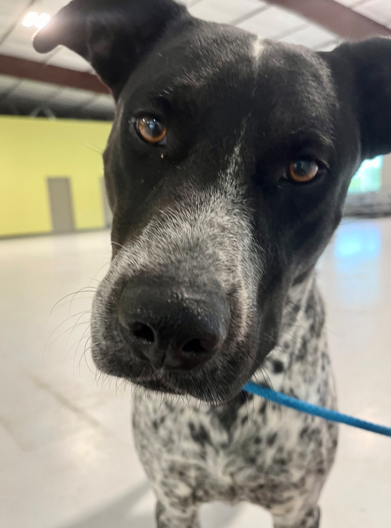 Rescue Dogs - Starmark Academy