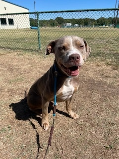 Pflugerville Animal Welfare Services Adoption