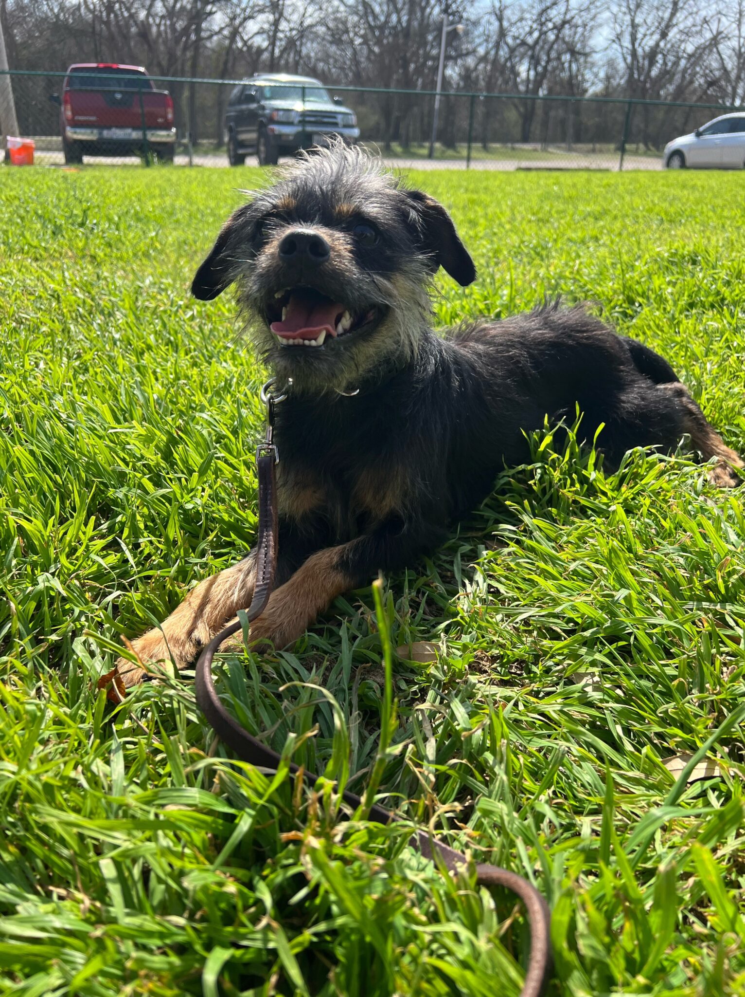 Pflugerville Animal Welfare Services Adoption