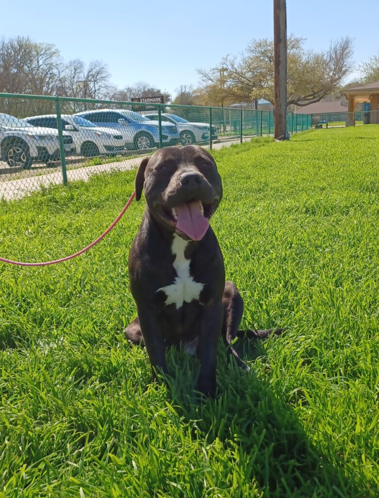 Rescue Dogs - Starmark Academy